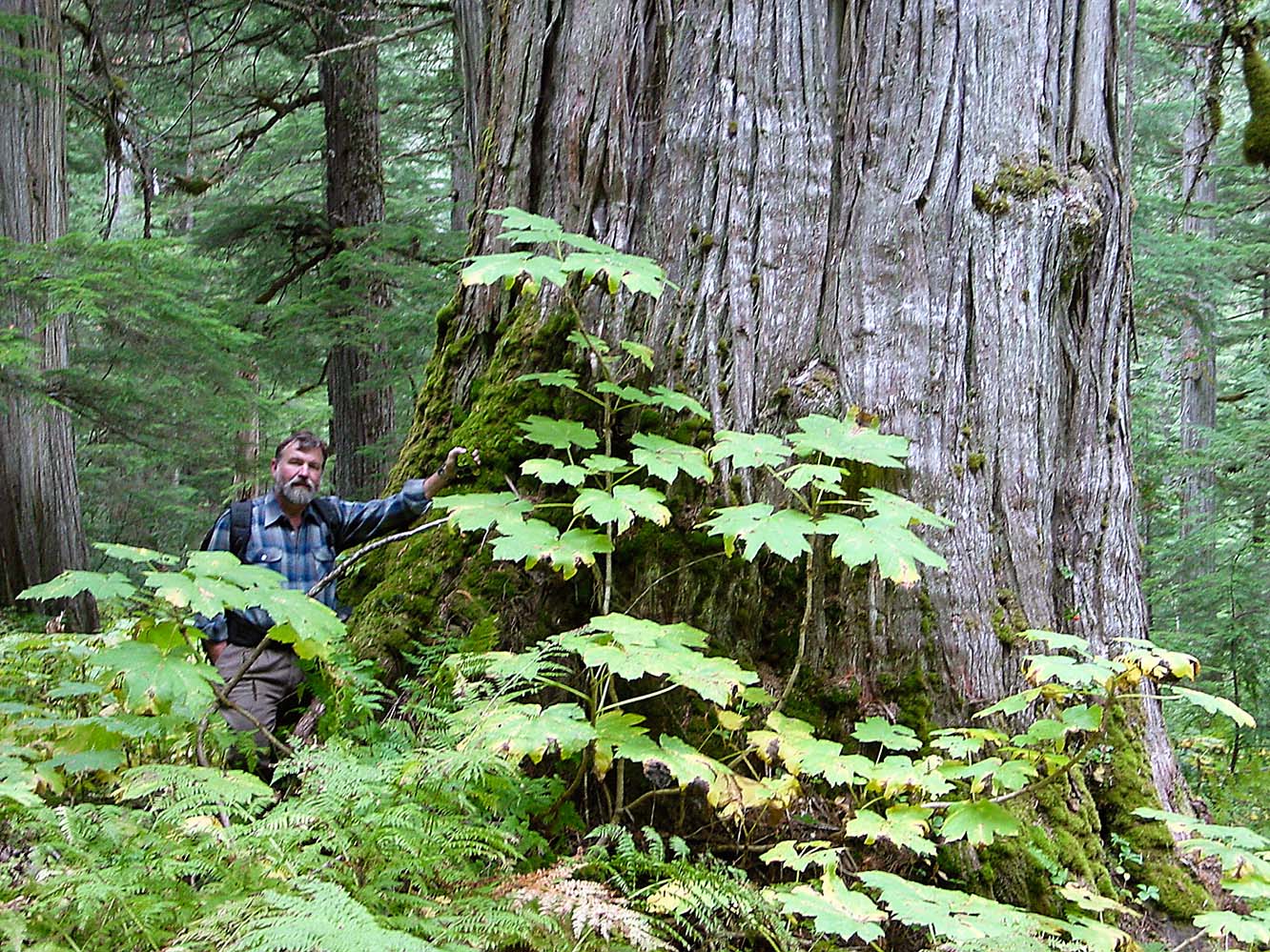 Incomappleux Rainforest Protected! Valhalla's Selkirk Park Campaign ...